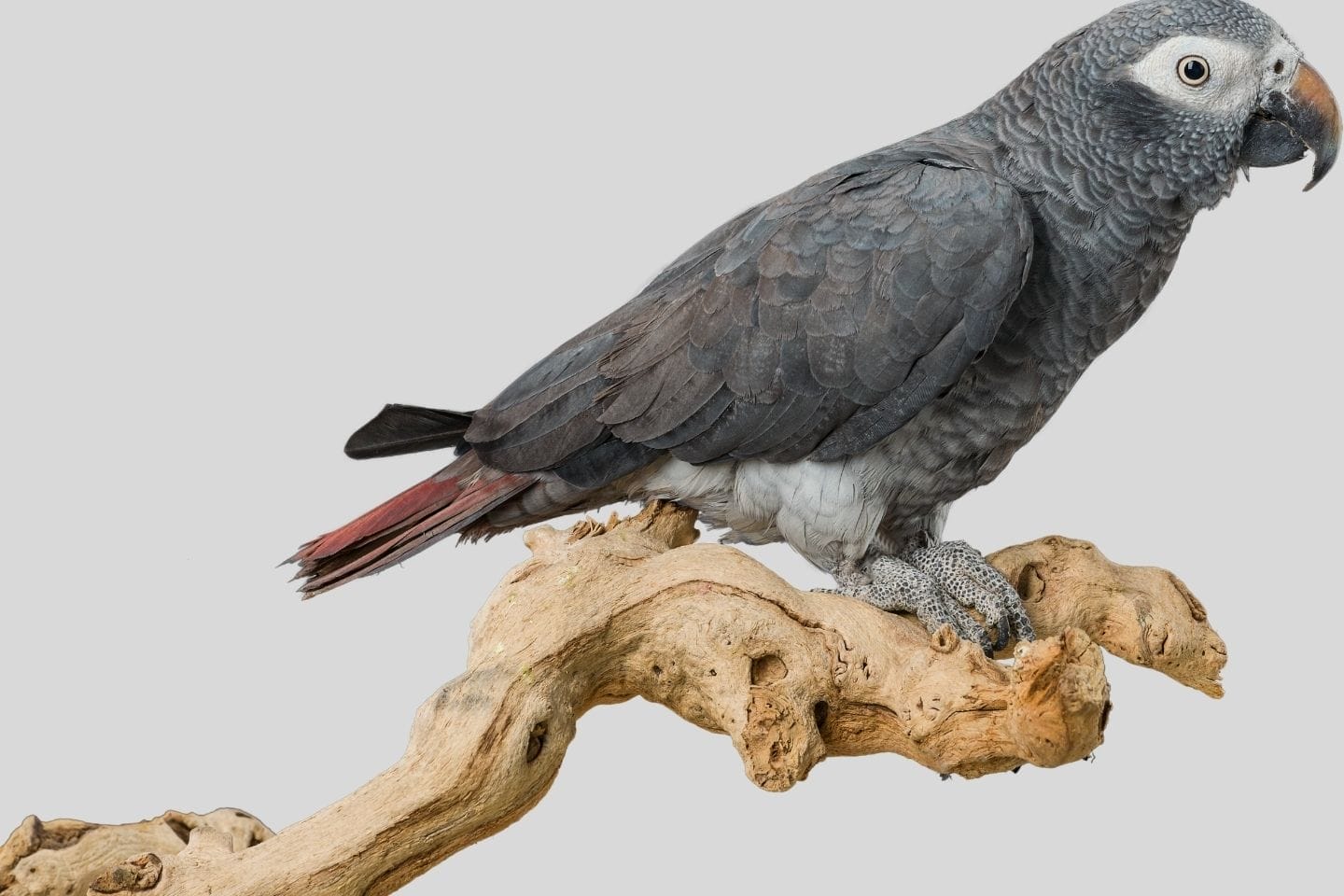 How Many Types of African Grey Parrots Are There?