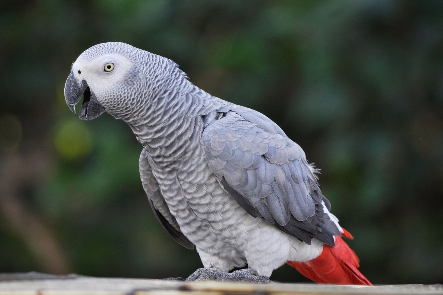Why Do African Greys Have Red Tails?