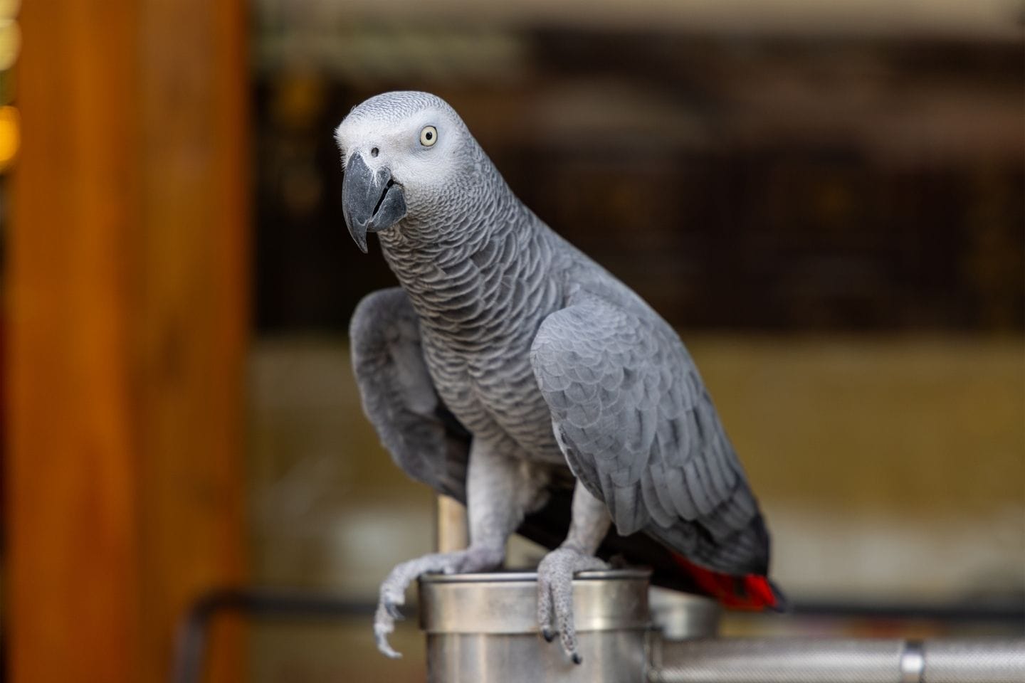 African Grey Parrot Size: How Big Are African Grey Parrots?