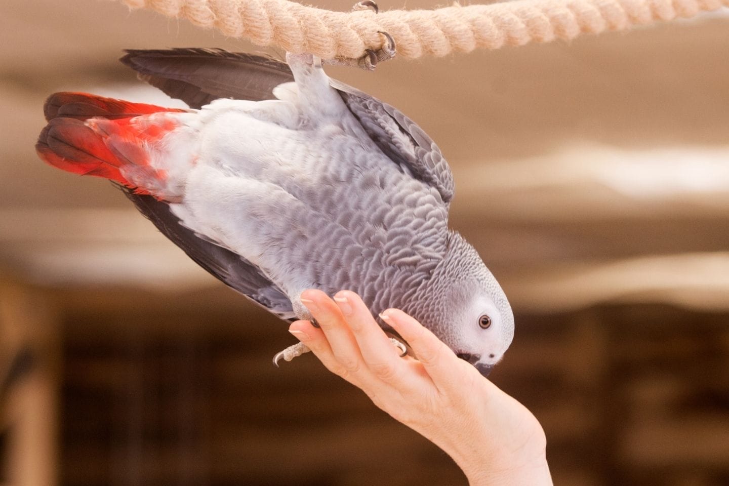 Why Do African Greys Have Red Tails?