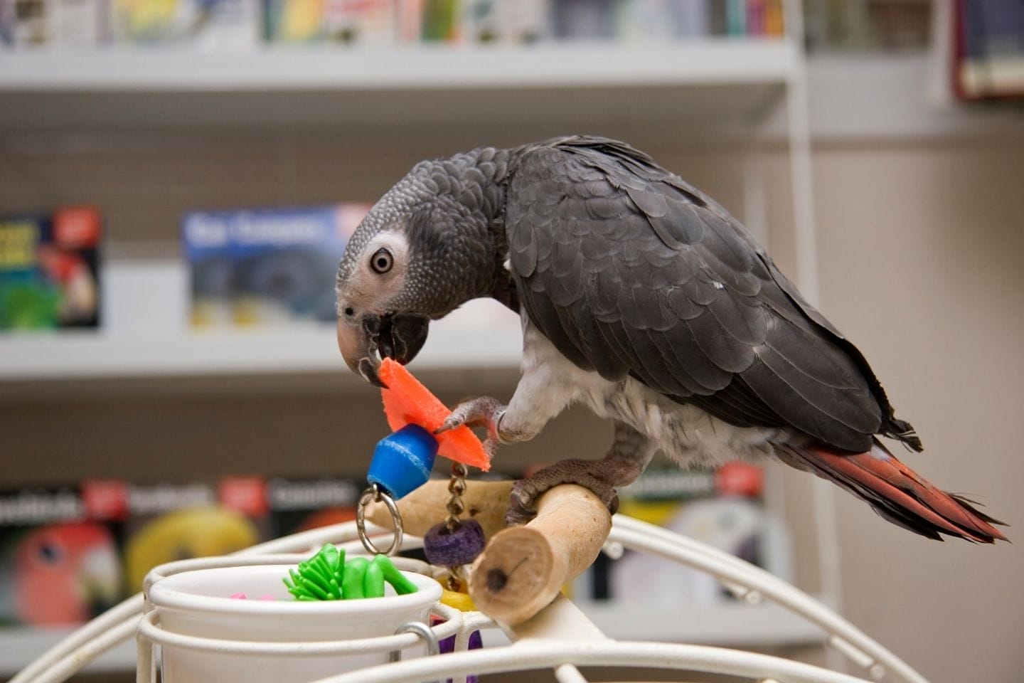 Why Do African Greys Have Red Tails?