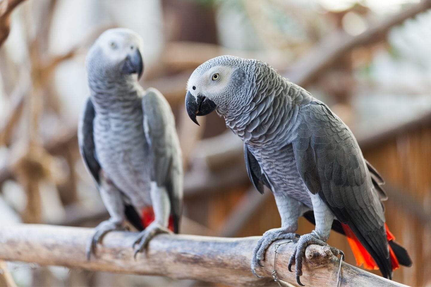 African Grey Lifespan: How Long Do African Grey Parrots Live
