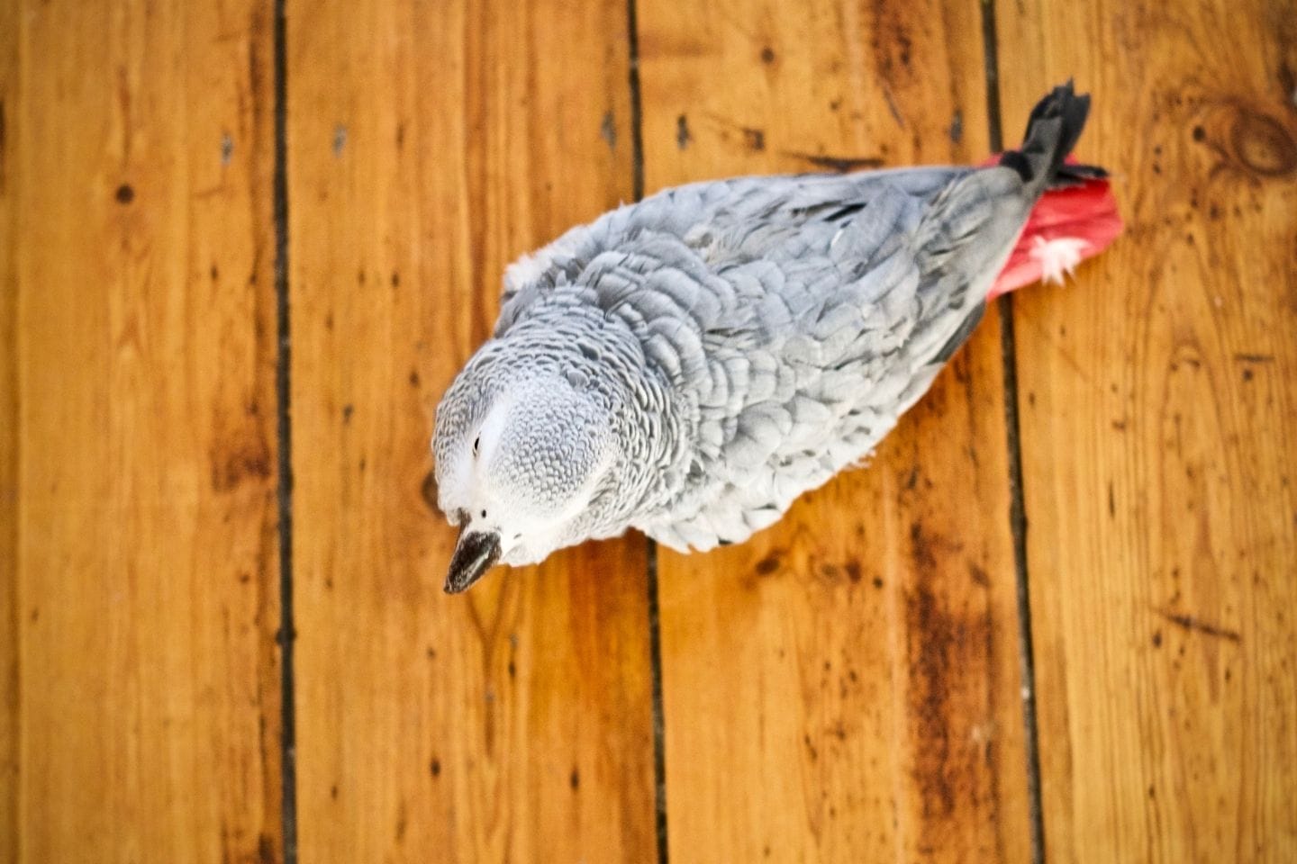 Why Do African Greys Have Red Tails?