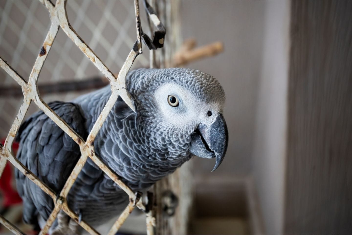 How Big Do African Greys Get? What Size Cage Should You Use?