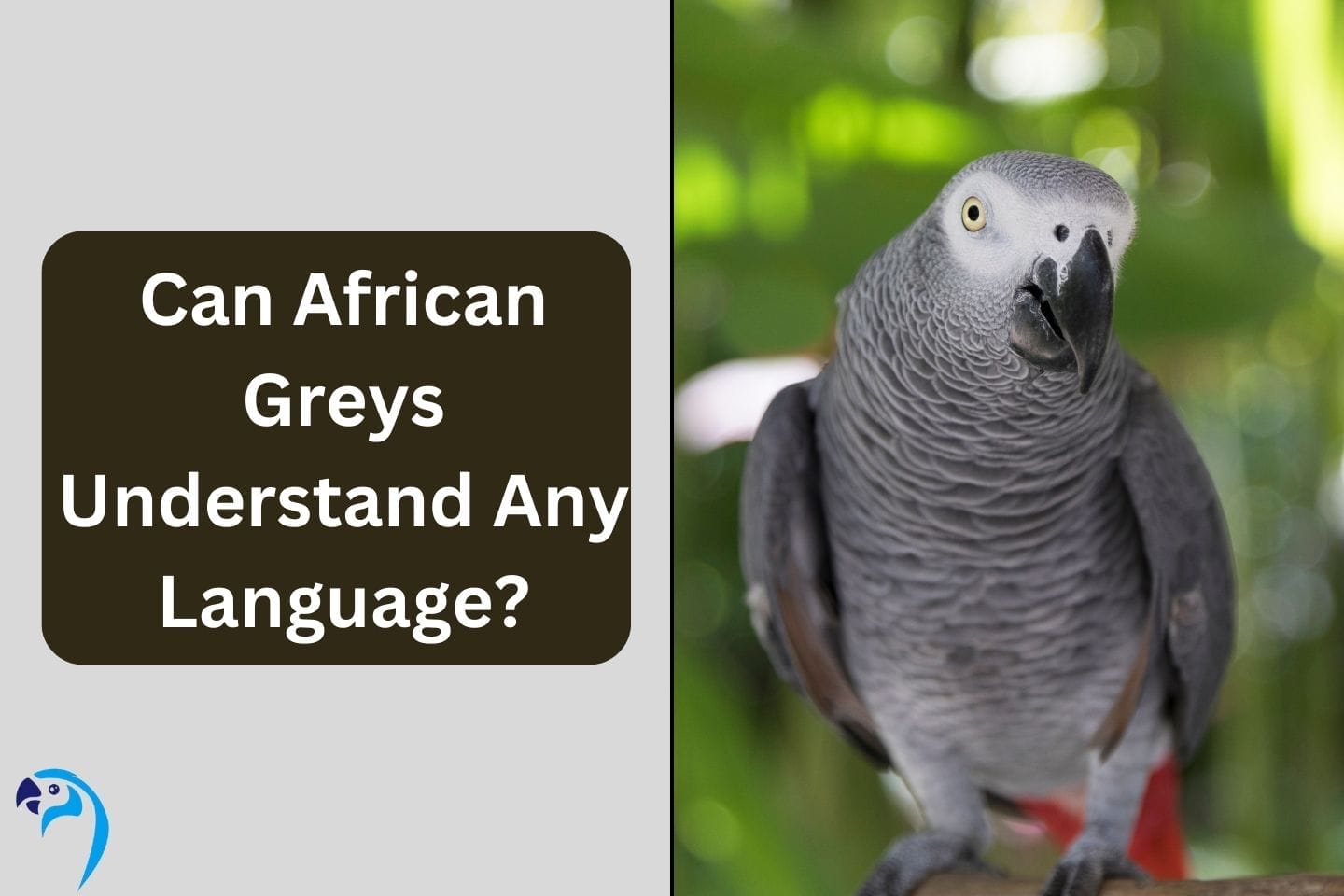 Can African Greys Understand Any Language? Their Intelligence Compared ...