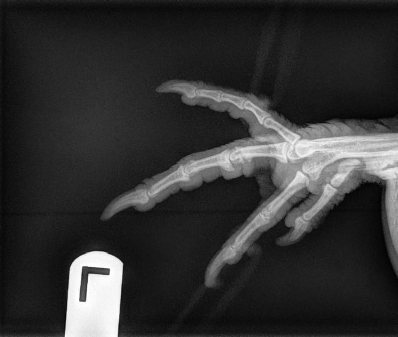 Pododermatitis (Bumblefoot): Diagnosis, Treatment, Resolution, and ...