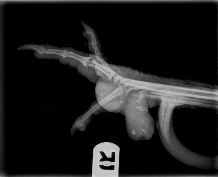 Pododermatitis (Bumblefoot): Diagnosis, Treatment, Resolution, and ...
