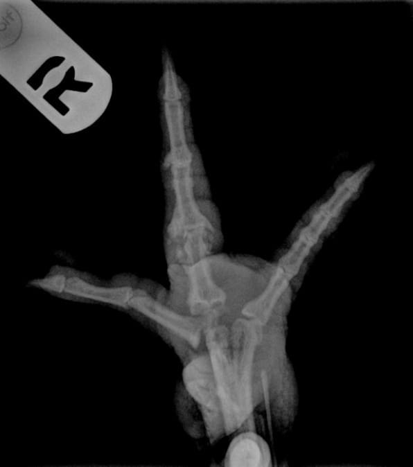 Pododermatitis (Bumblefoot): Diagnosis, Treatment, Resolution, and ...