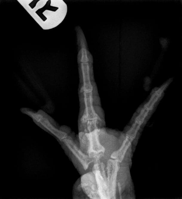 Pododermatitis (Bumblefoot): Diagnosis, Treatment, Resolution, and ...