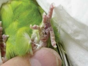 Pododermatitis (Bumblefoot): Diagnosis, Treatment, Resolution, and ...