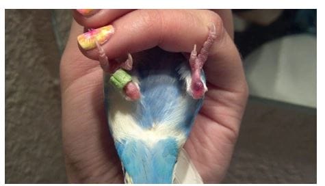 Pododermatitis (Bumblefoot): Diagnosis, Treatment, Resolution, and ...