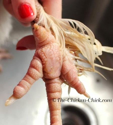 Pododermatitis (Bumblefoot): Diagnosis, Treatment, Resolution, and ...