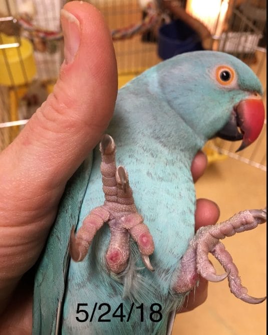 Pododermatitis (Bumblefoot): Diagnosis, Treatment, Resolution, and ...